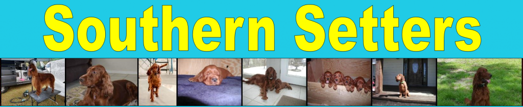 Puppy Inquiry – Southern Charm Irish and English Setters