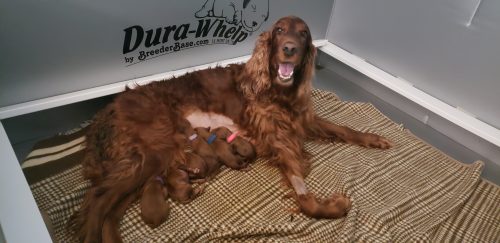 Current Litters – Southern Charm Irish and English Setters